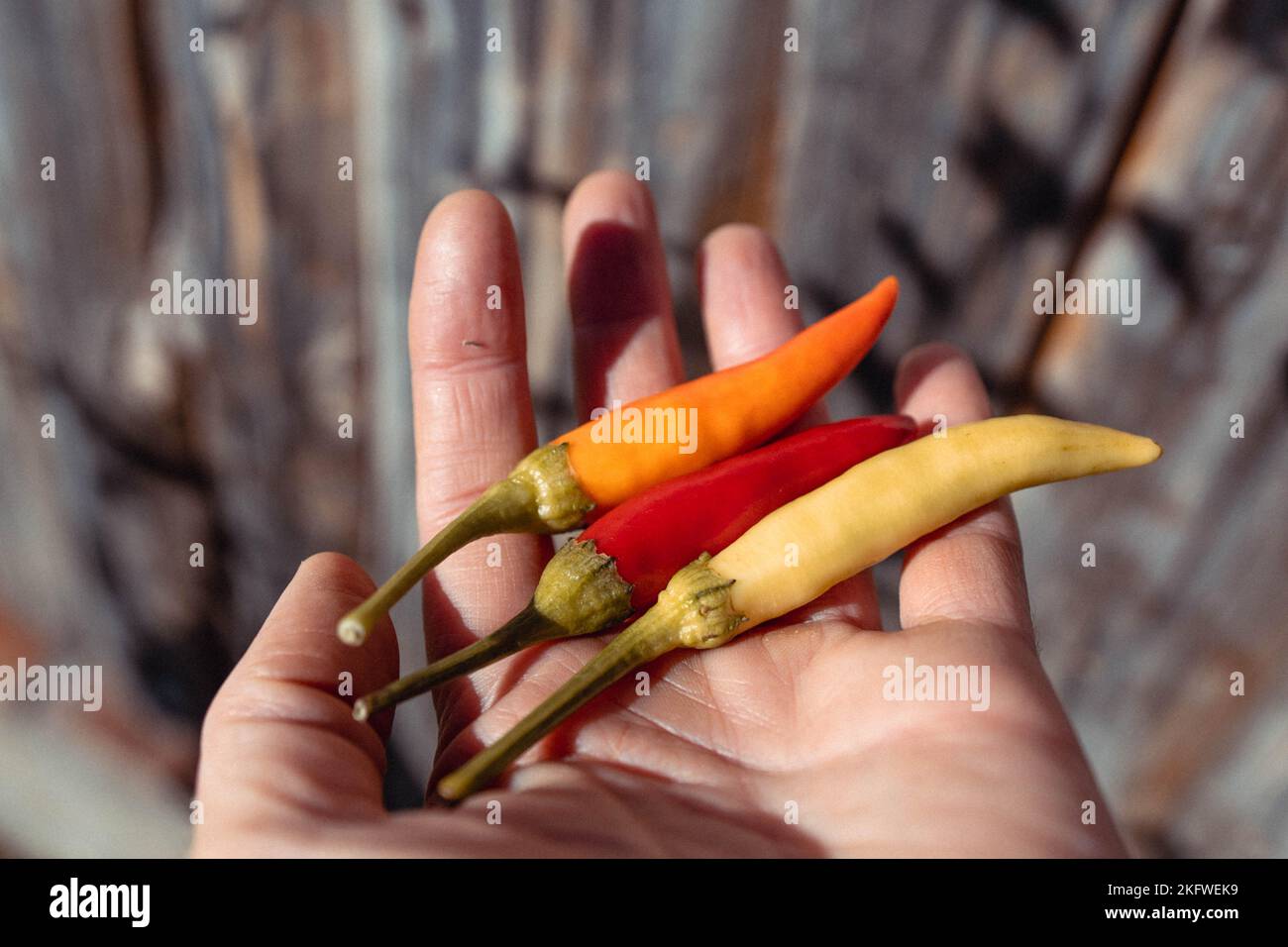 Female hand holding red and yellow chili cayenne peppers Stock Photo ...