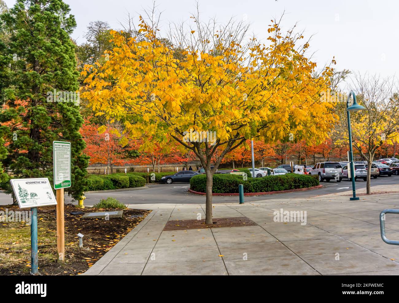 Autumn trees at Gene Coulon Park in Renton, Washington Stock Photo - Alamy