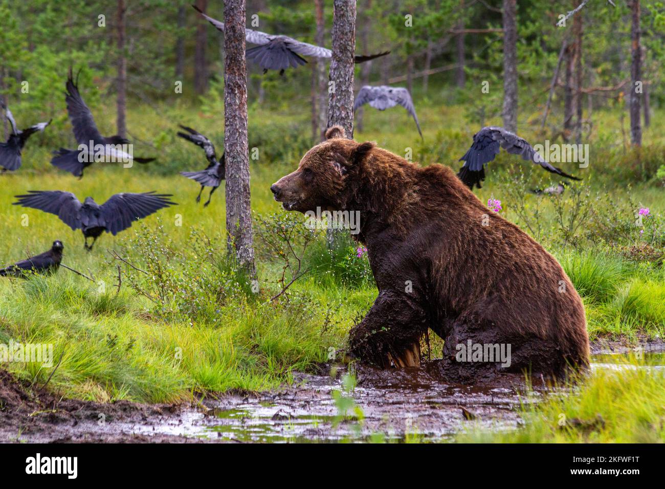 A brown bear (ursus arctos) standing in the river and looking at the ...