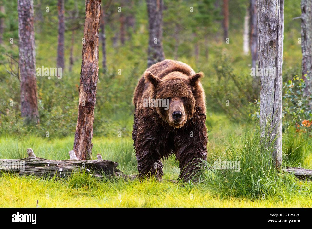 A male brown bear (ursus arctos) walking and looking at the camera in ...