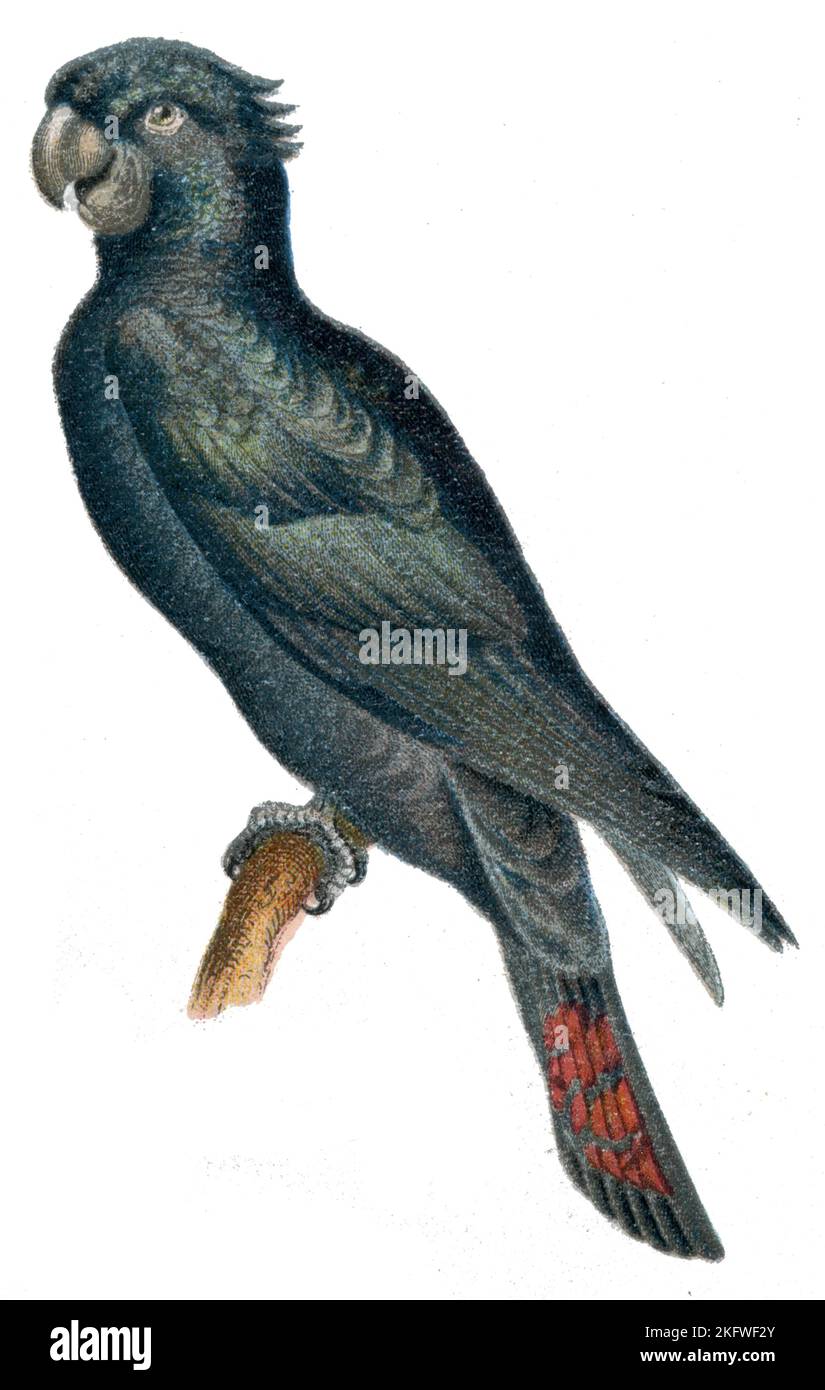 Red-tailed Black Cockatoo Calyptorhynchus banksii, (zoology book, 1913 ...