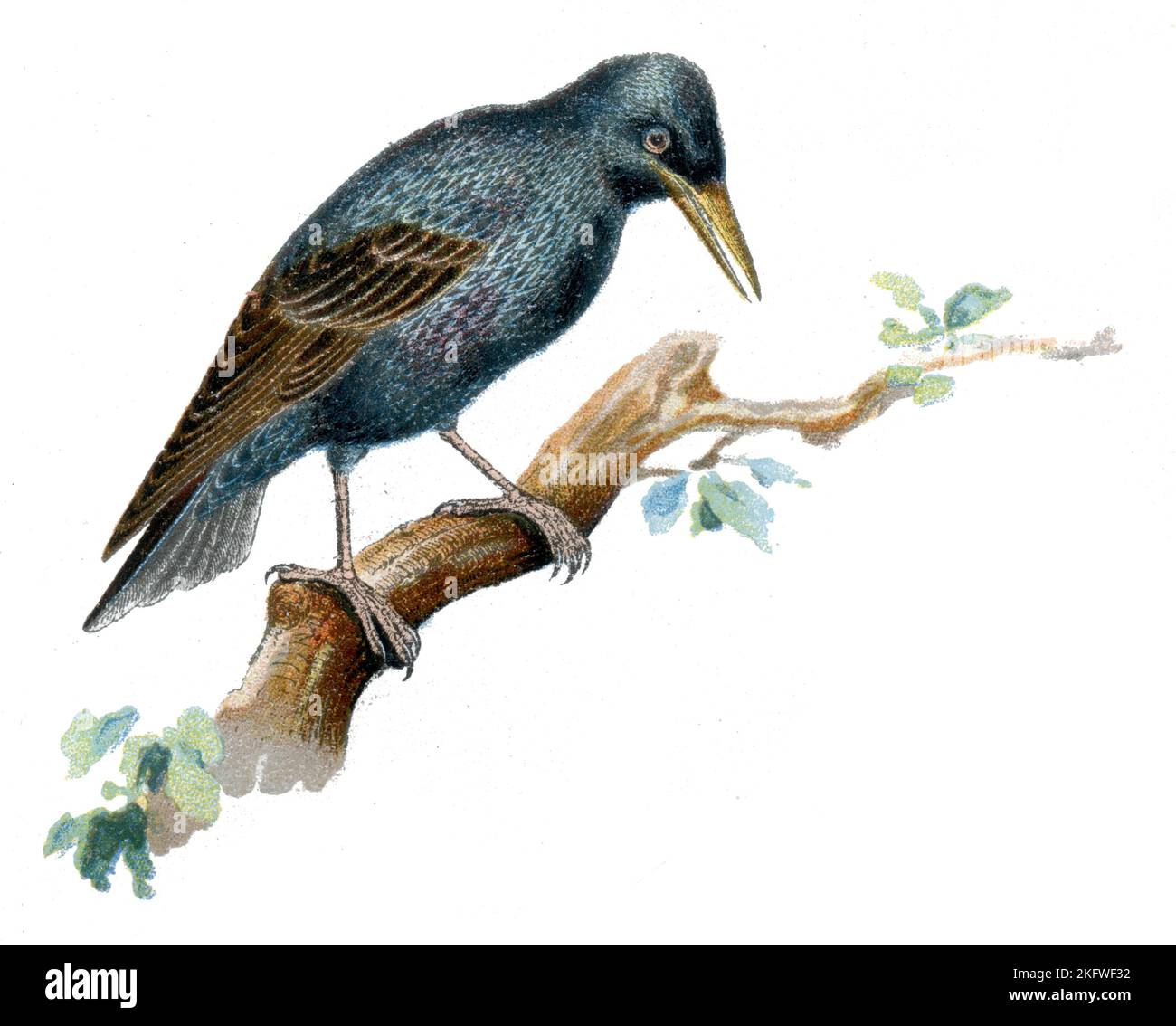 European starling drawing Cut Out Stock Images & Pictures - Alamy