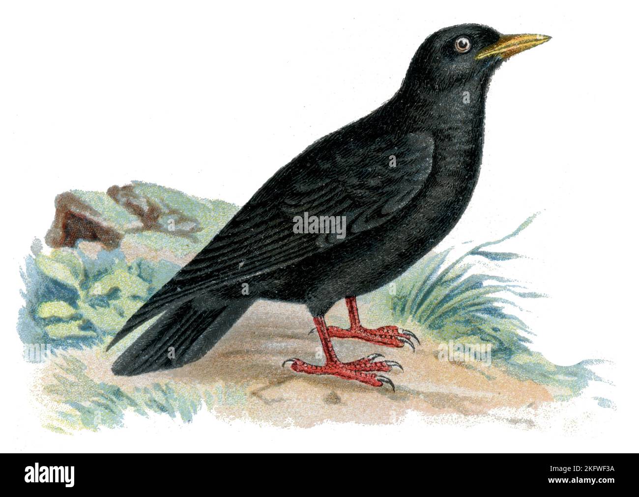 Alpine Chough Pyrrhocorax graculus, (zoology book, 1913), Alpendohle ...