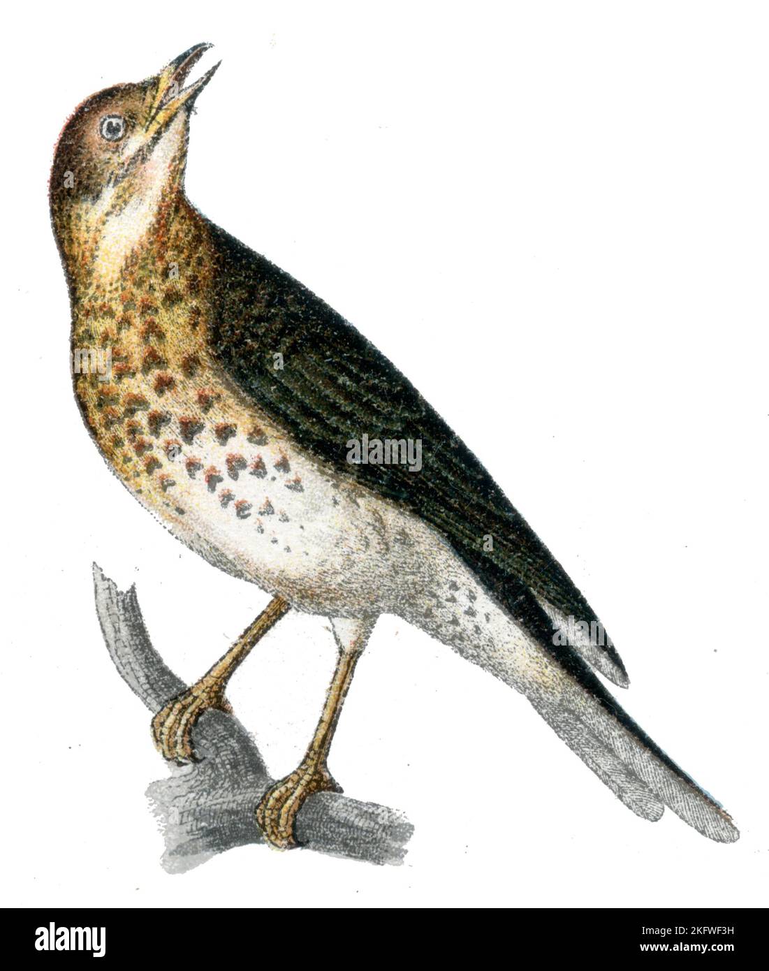 Drawing of the song thrush Cut Out Stock Images & Pictures - Alamy
