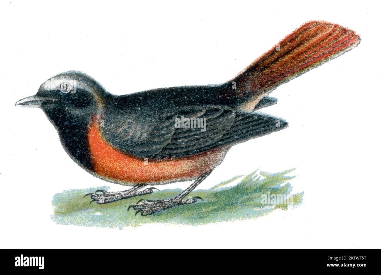 Common redstart Phoenicurus phoenicurus, (zoology book, 1913 ...