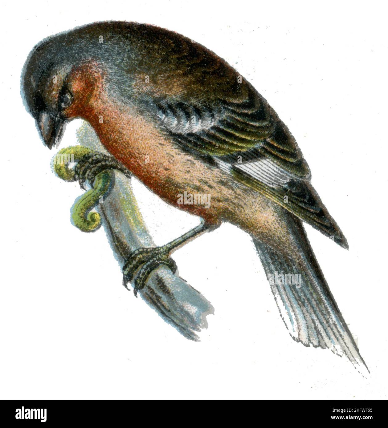 Bunchfink hi-res stock photography and images - Alamy