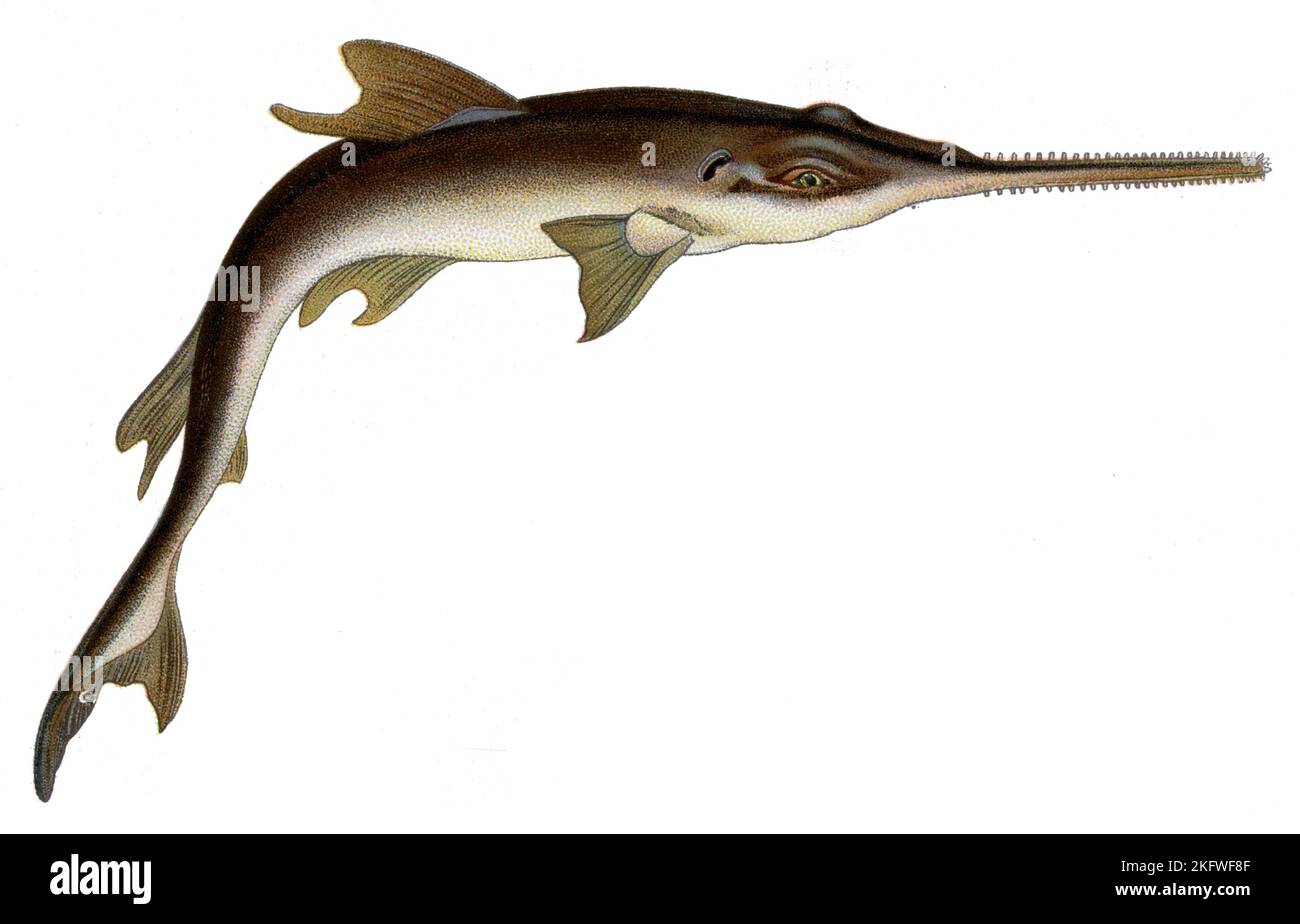 Schwerthai hi-res stock photography and images - Alamy