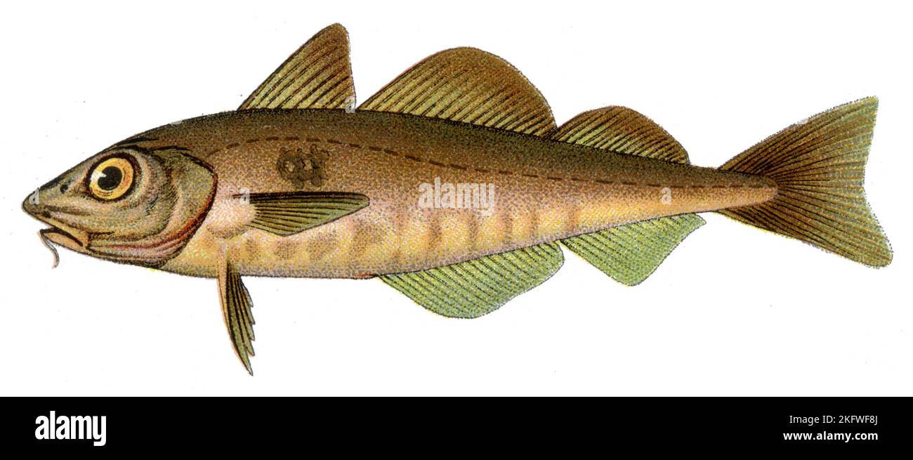 Habillot hi-res stock photography and images - Alamy