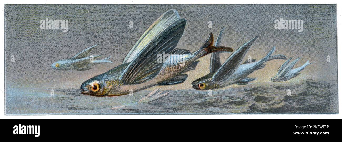Linnes flying fish hi-res stock photography and images - Alamy