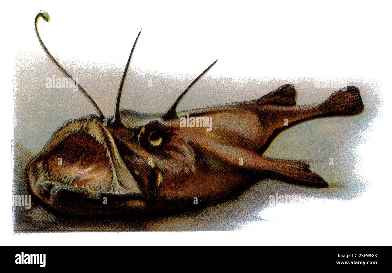 Anglerfisch Cut Out Stock Images & Pictures - Alamy
