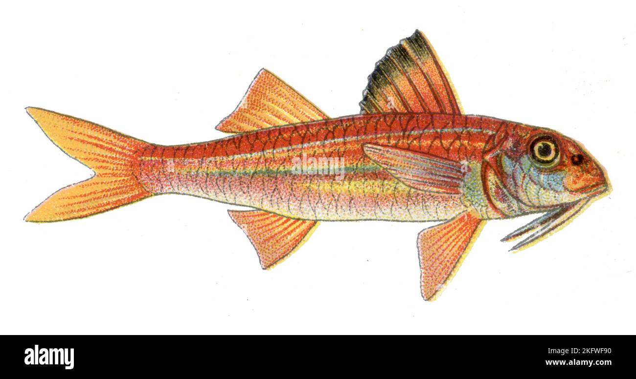 Mullet Mullus barbatus, (zoology book, 1913), Rotbarbe Stock Photo - Alamy