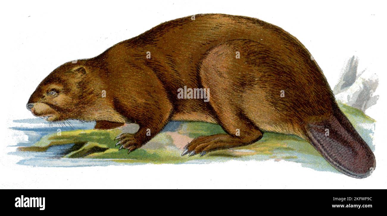 Castor commun Cut Out Stock Images & Pictures - Alamy