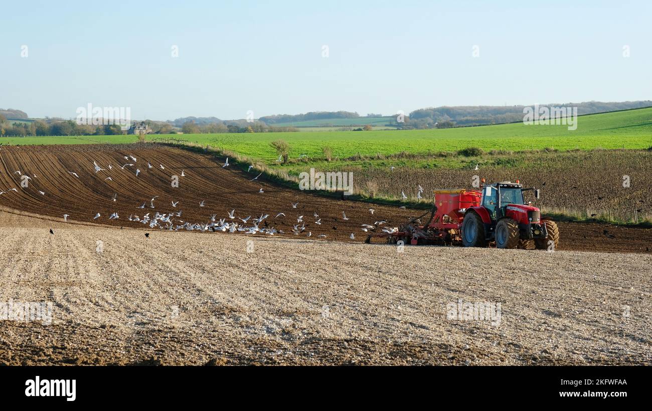 Autumn ploughing with the tractor followed by feeding birds - John ...