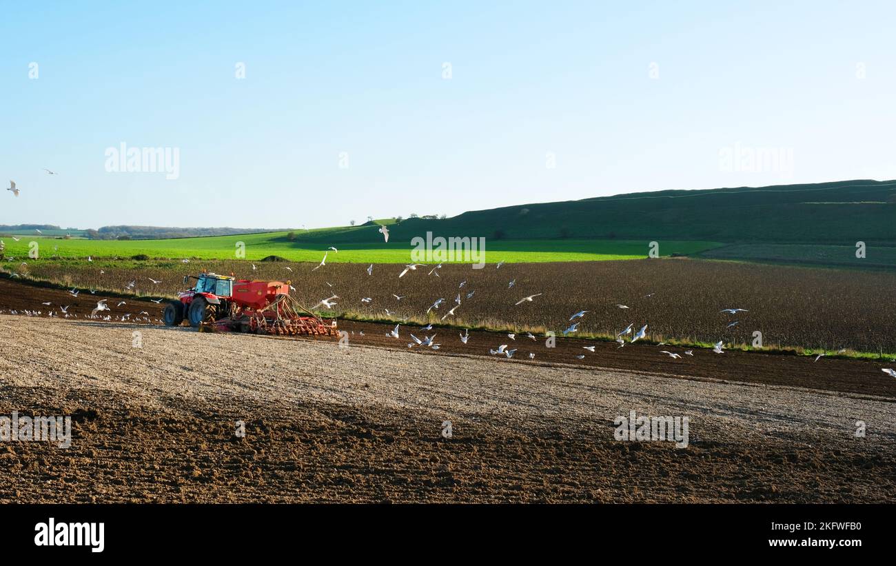 Birds following tractor ploughing field hi-res stock photography and ...