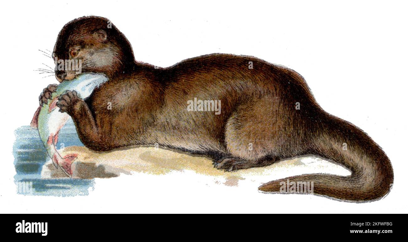 Otter drawing Cut Out Stock Images & Pictures - Alamy