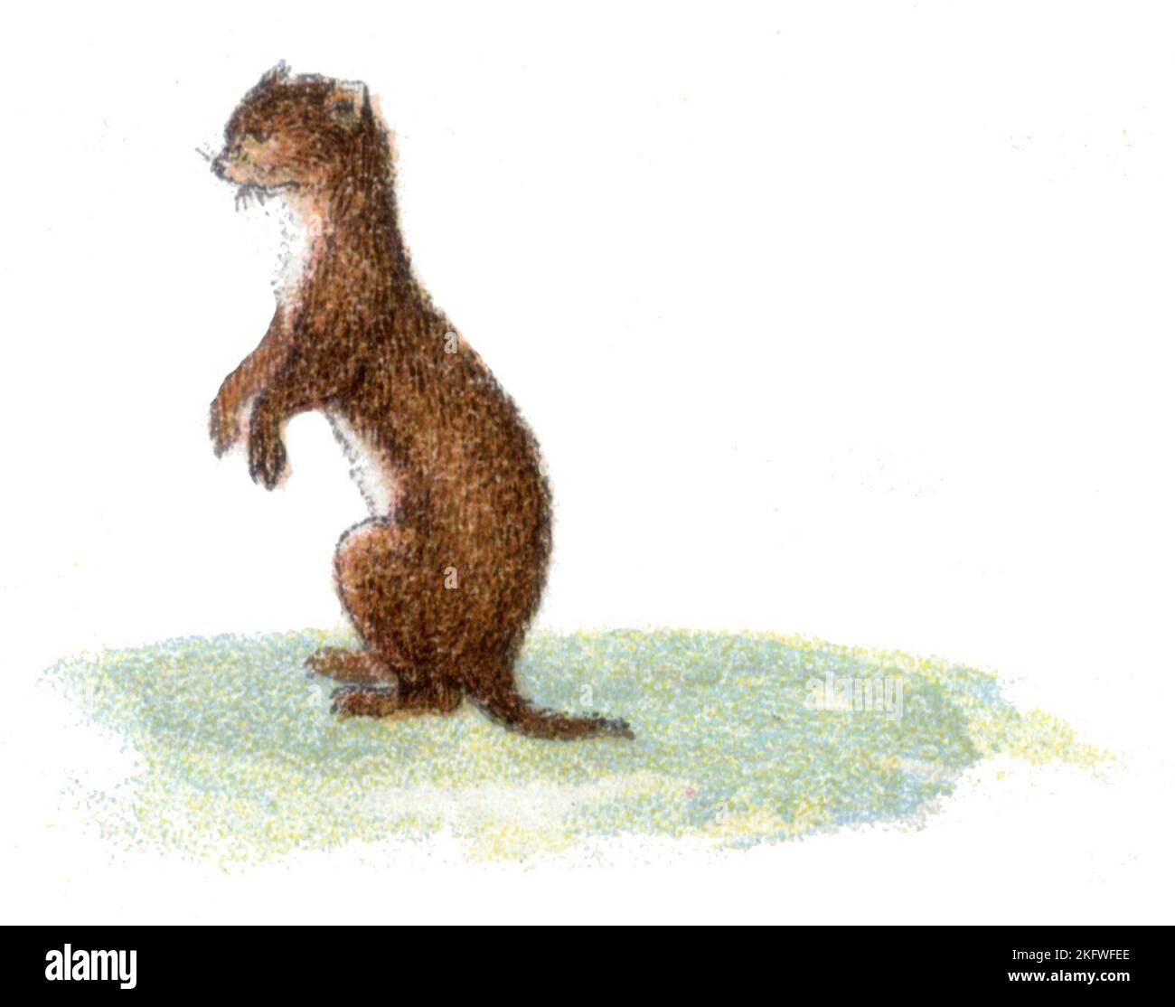 Least Weasel Drawing