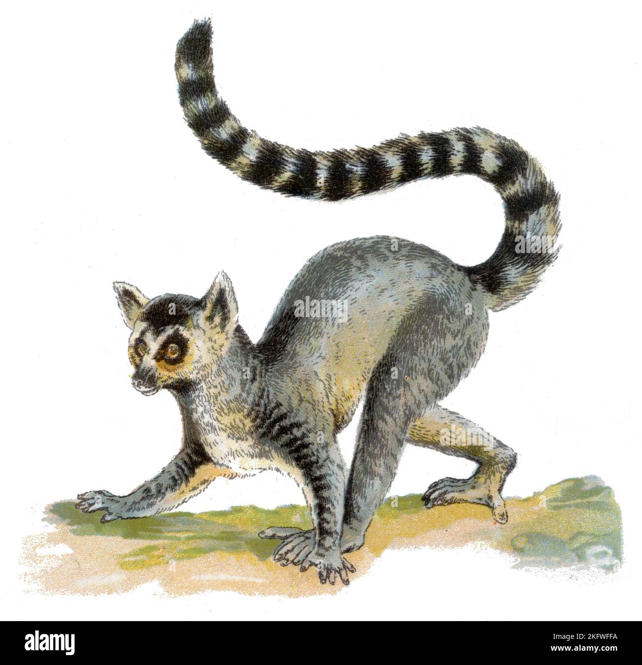 Lemur catta Lemur catta, (zoology book, 1913), Katta Stock Photo - Alamy