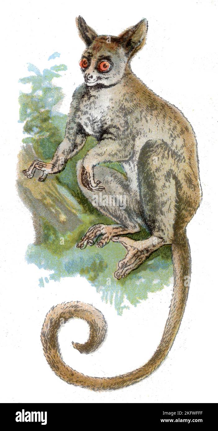 Bush Baby Animal