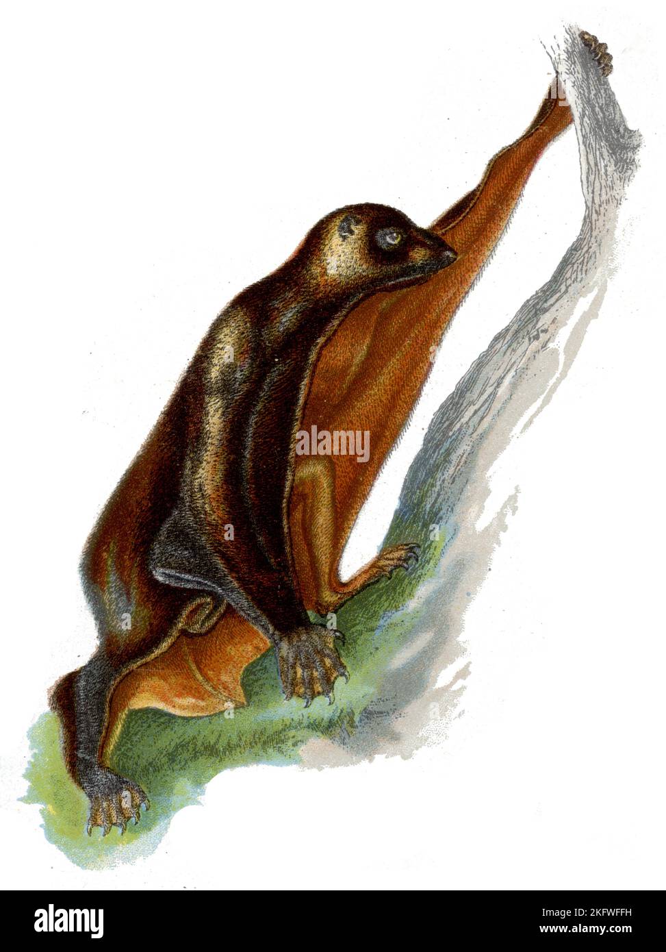 Philippine flying lemur Cynocephalus volans, (zoology book, 1913 ...