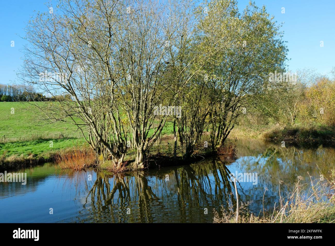 Small pond in the Dorset countryside - John Gollop Stock Photo - Alamy