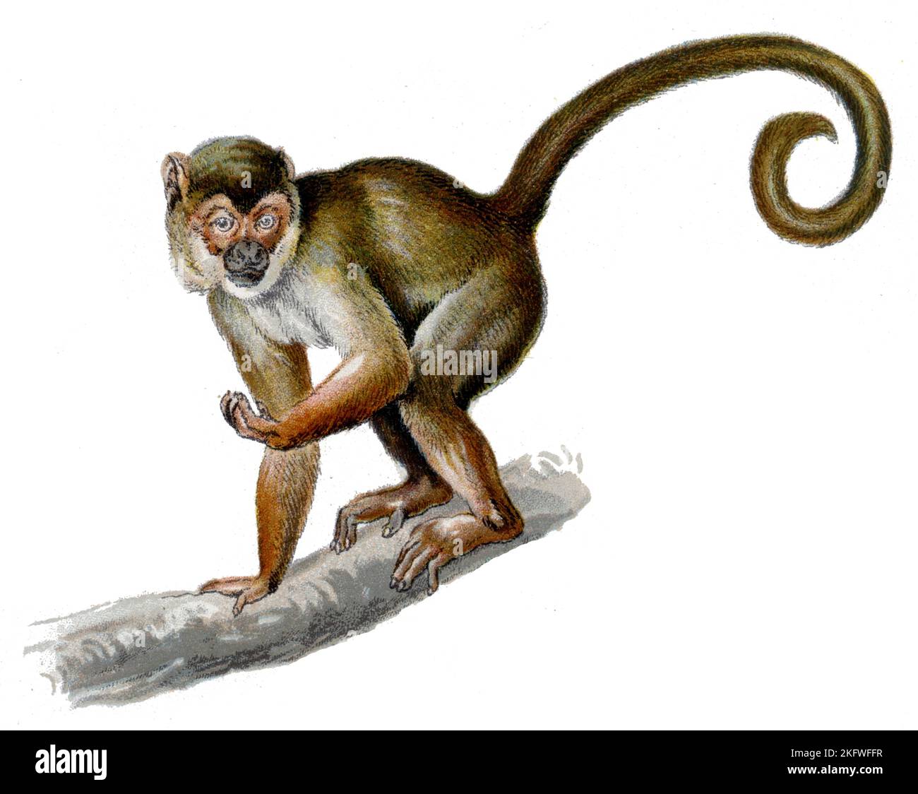 Saimiri sciureus Saimiri sciureus, (zoology book, 1913), Gewöhnlicher ...