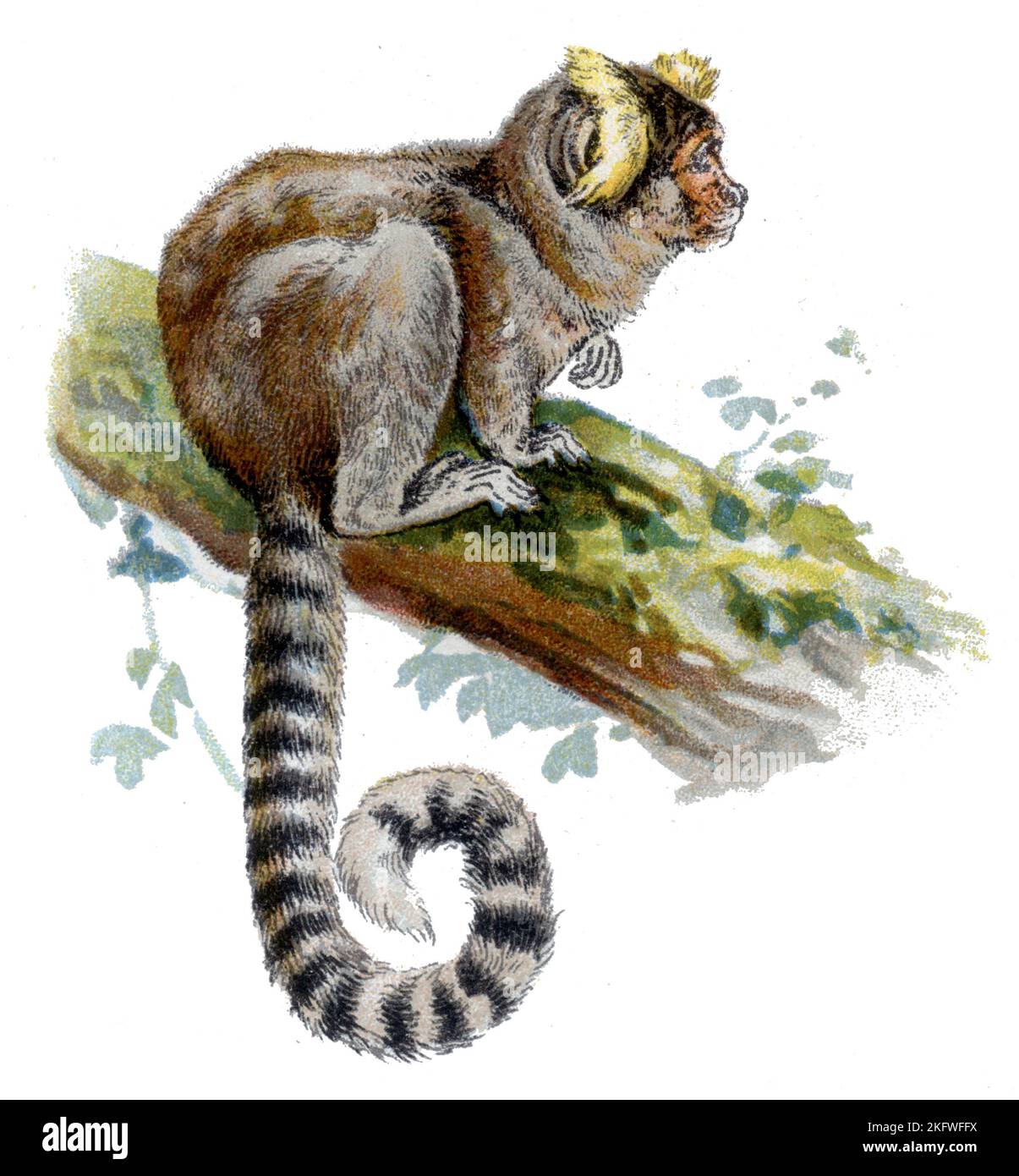 Common Marmoset Callithrix jacchus, (zoology book, 1913 ...