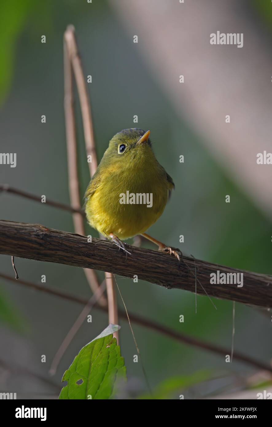 Phylloscopus burkii hi-res stock photography and images - Alamy