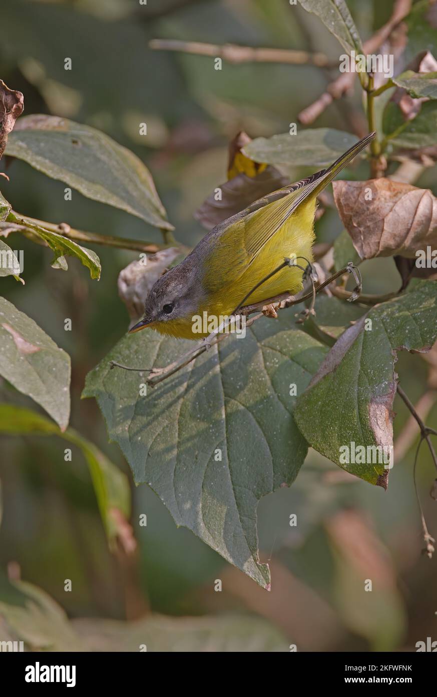 Green-hooded Warbler (Phylloscopus burkii) perched on twig Kathmandu ...