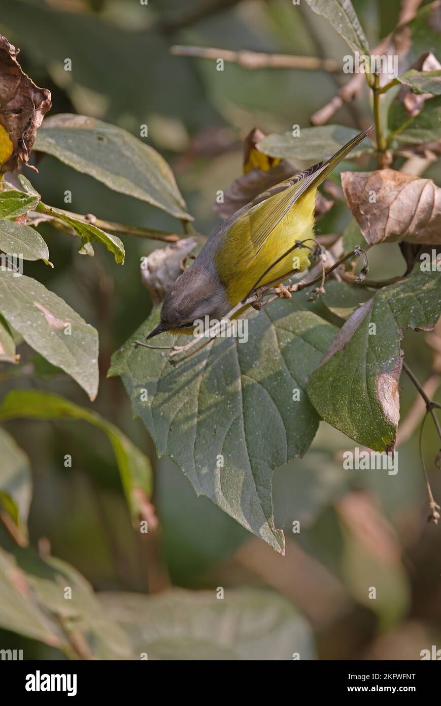 Grey hooded warbler seicercus xanthoschistos xanthoschistos adult hi ...