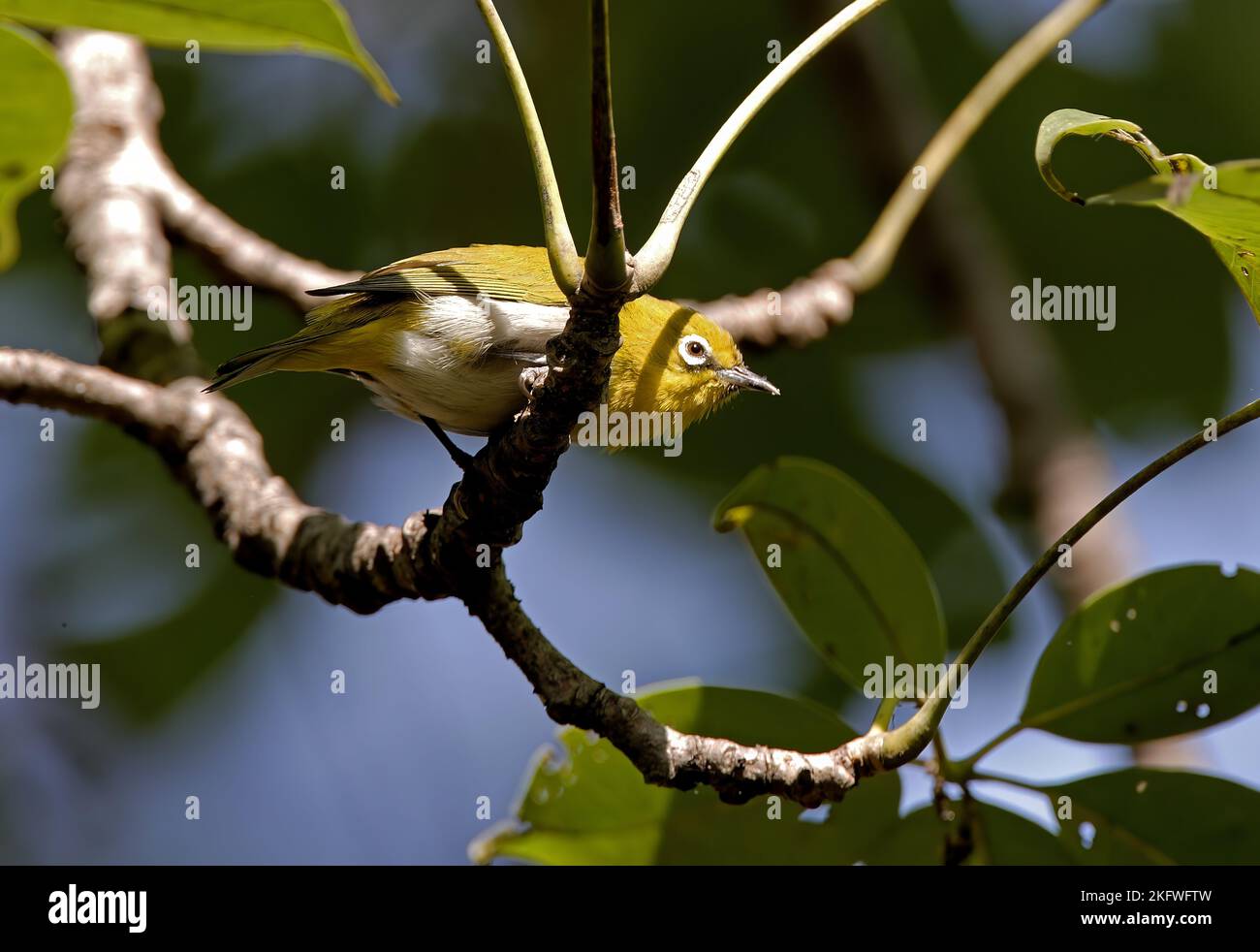 Oriental White-eye (Zosterops palpebrosus) perched on branch in tree ...