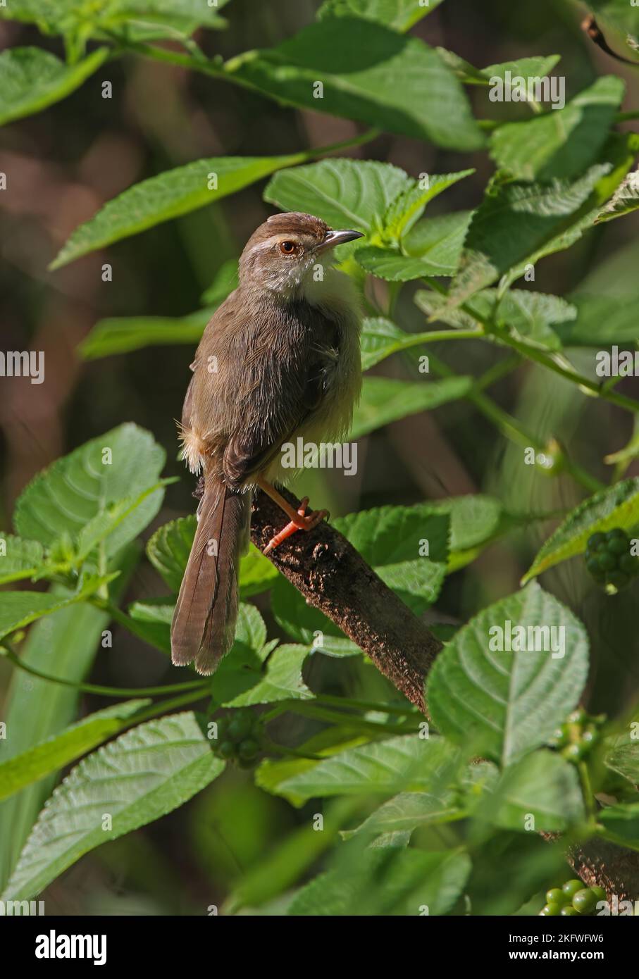 Plain Prinia (Prinia subflava insularis) adult perched on broken branch ...