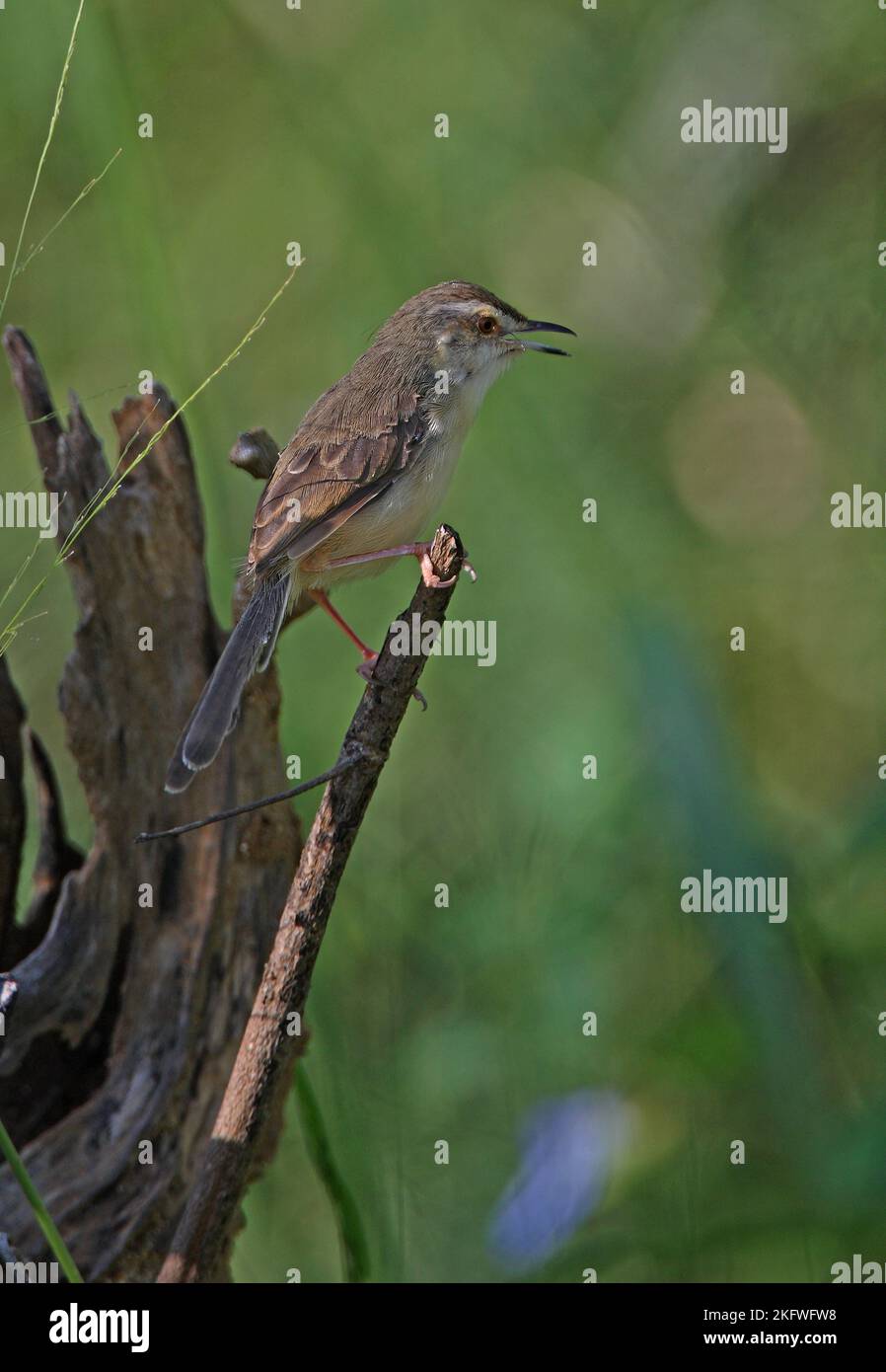 Plain Prinia (Prinia subflava insularis) adult perched on dead branch ...
