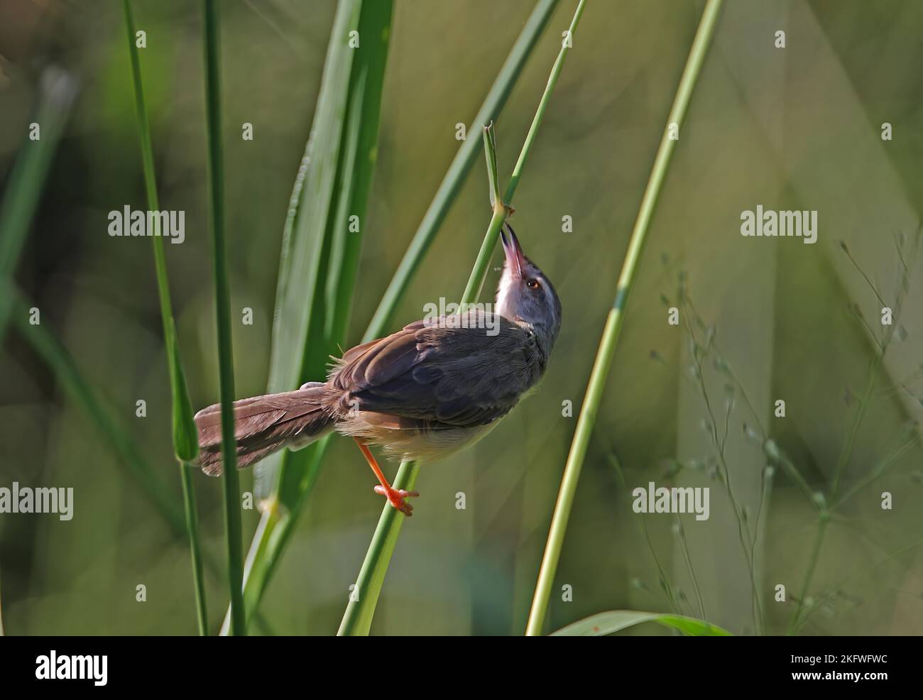 Plain Prinia (Prinia subflava insularis) adult on grass stem feeding ...