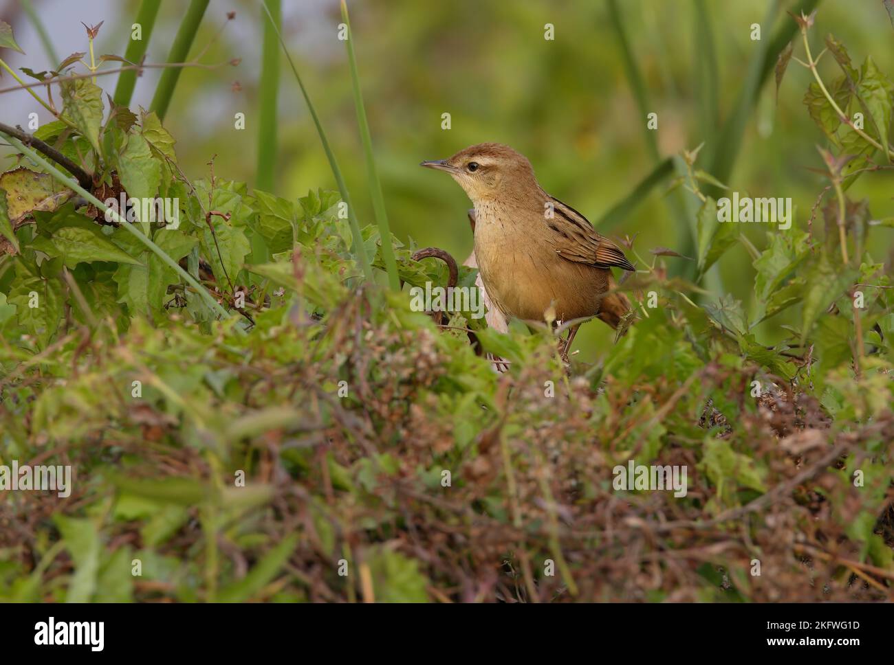 Striated Grassbird (Megalurus palustris toklao)climbing through ...