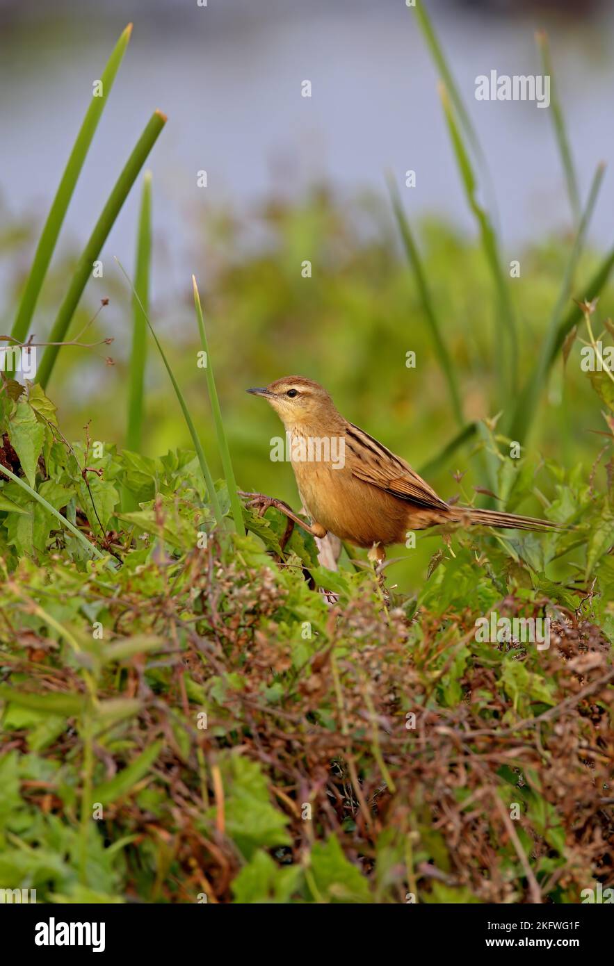 Striated Grassbird (Megalurus palustris toklao)climbing through ...