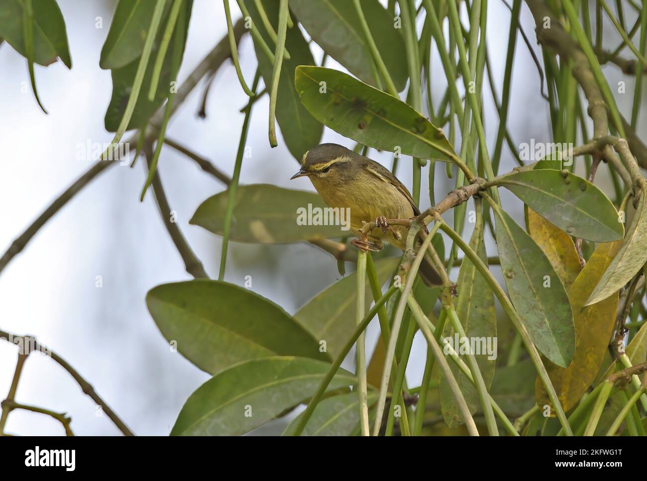 Phylloscopus affinis hi-res stock photography and images - Alamy
