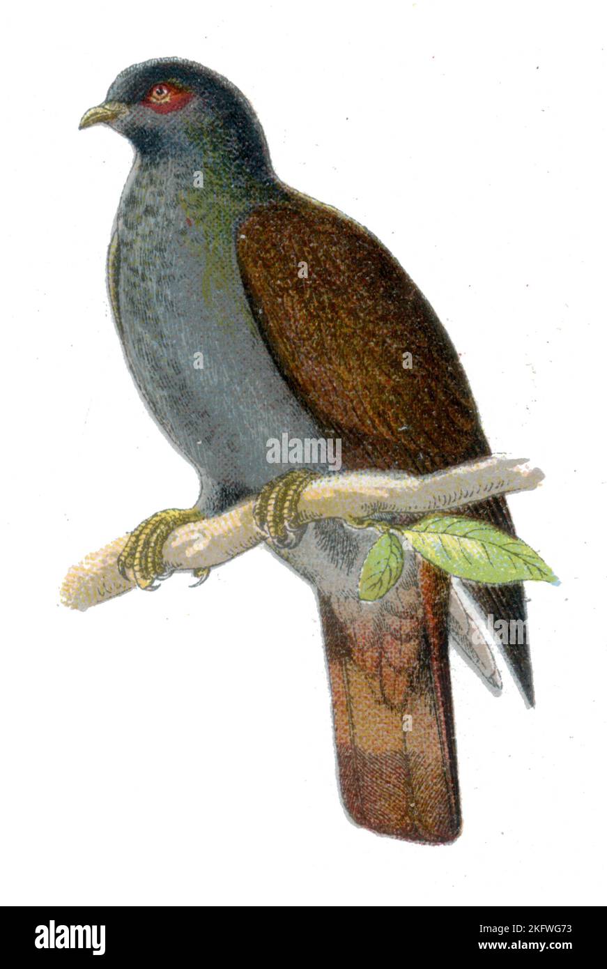 Didunculus strigirostris hi-res stock photography and images - Alamy