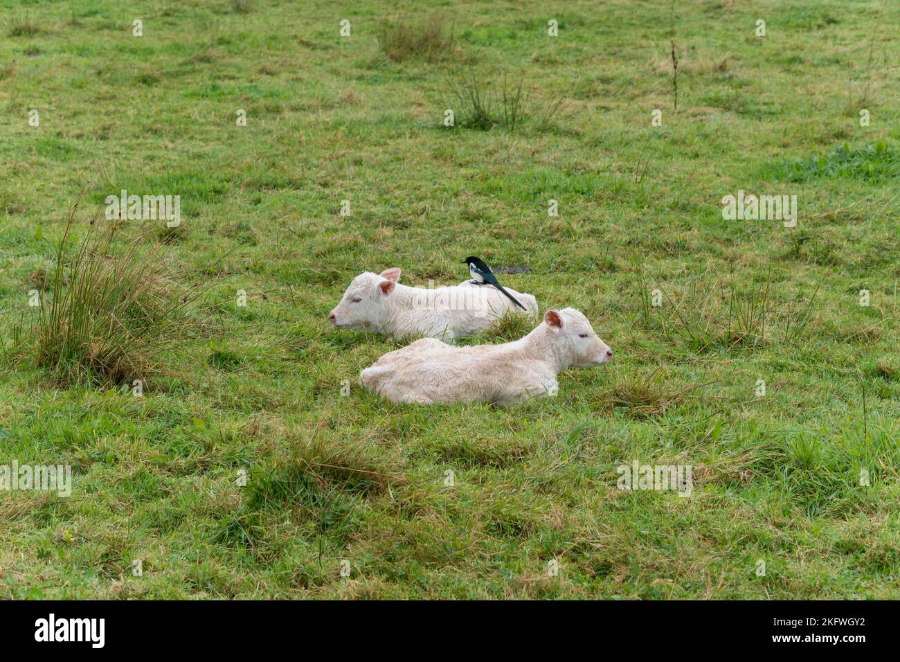 Eurasian magpie bird sitting on a calf Stock Photo - Alamy