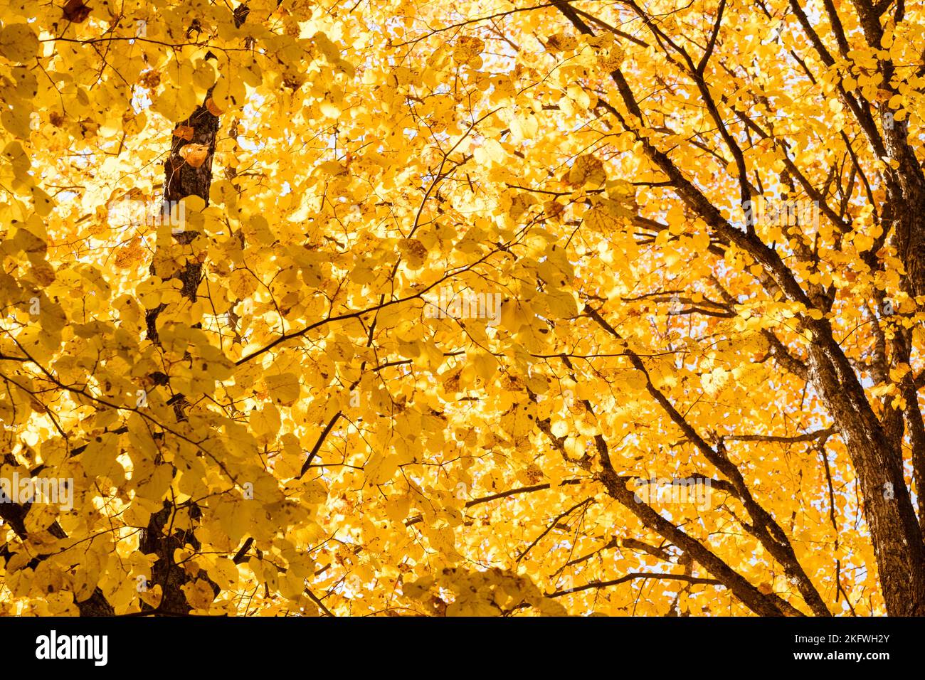 yellow leaves on the crowns of trees, background Stock Photo - Alamy