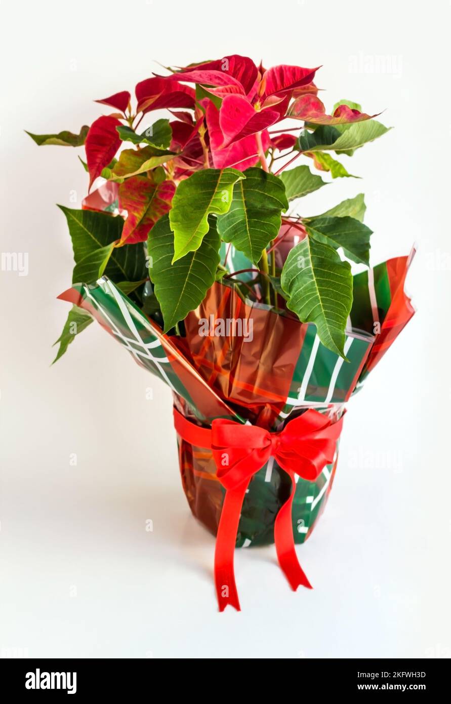 Fresh, red leaf Poinsettia or Christmas Star, ready packed, with red ...