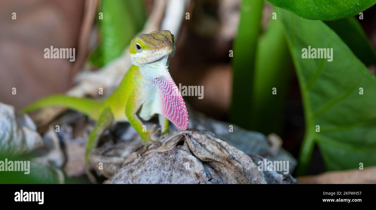 Gecko mating hi-res stock photography and images - Alamy