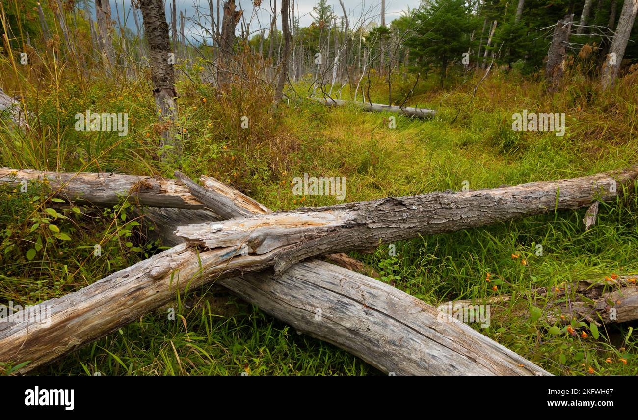 Logs in a Maine marsh in early autumn Stock Photo - Alamy