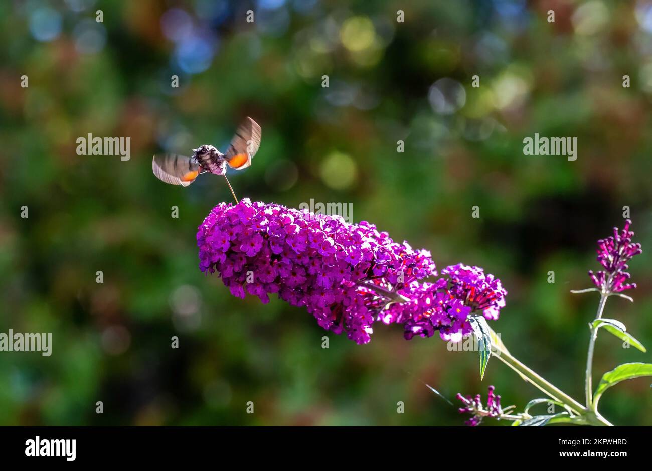 A macro shot of a hummingbird hawk-moth pollinating a lilac flower ...