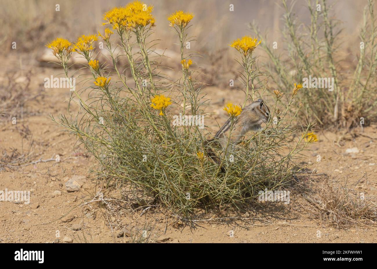 Chipmunk in Wyoming in Autumn Stock Photo - Alamy