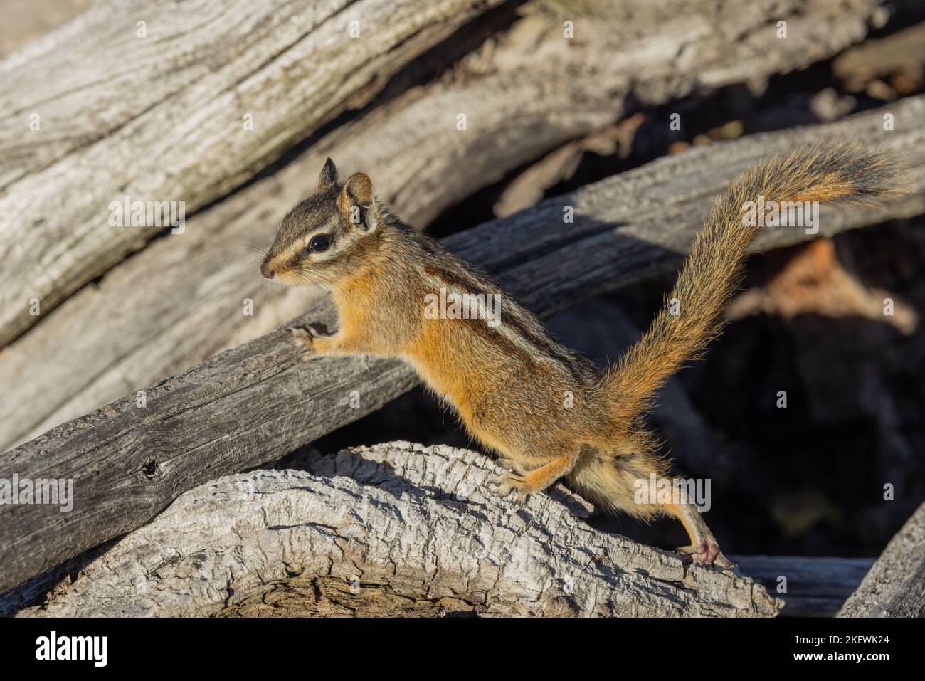 Chipmunk in Wyoming in Autumn Stock Photo - Alamy