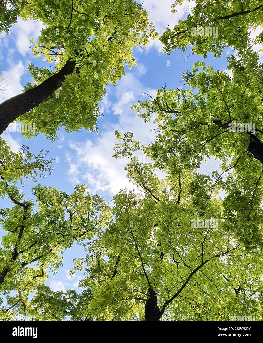 blue sky and white clouds with green leaves background Stock Photo - Alamy