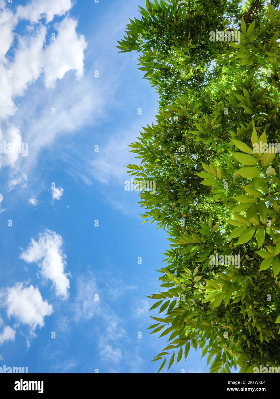 blue sky and white clouds with green leaves background Stock Photo - Alamy