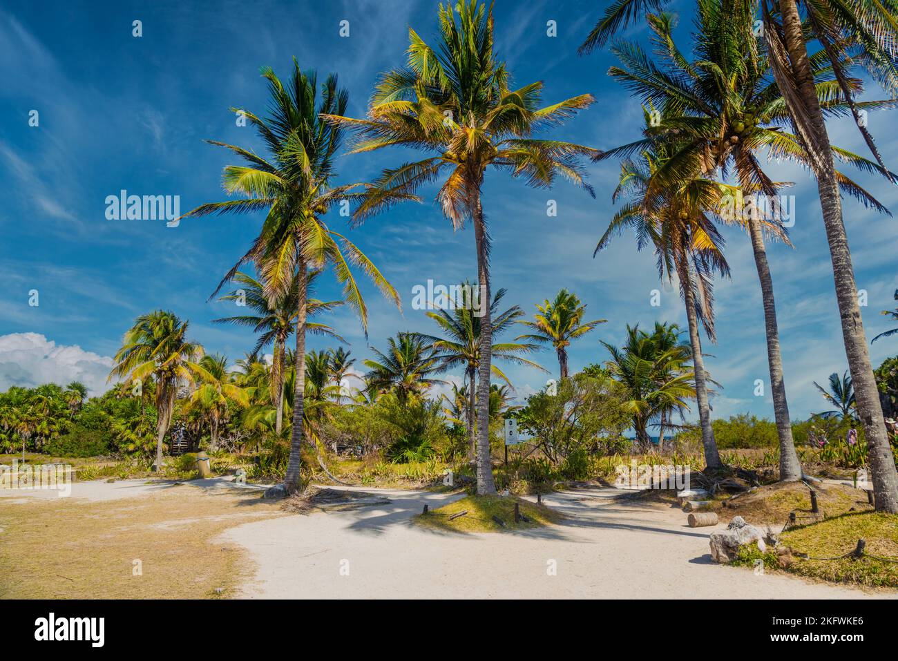 Cocos palms near mayan Ruins in Tulum, Riviera Maya, Yucatan, Caribbean ...