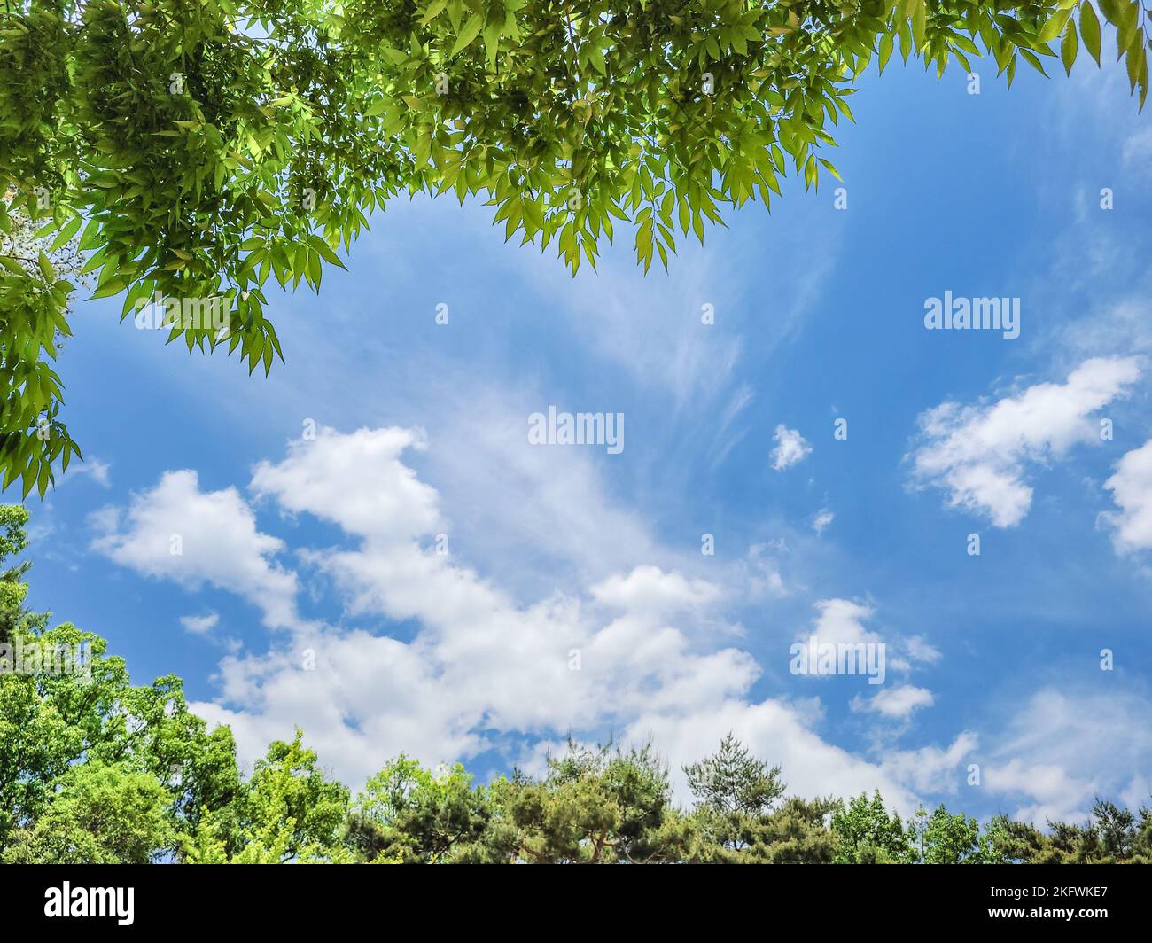 blue sky and white clouds with green leaves background Stock Photo - Alamy