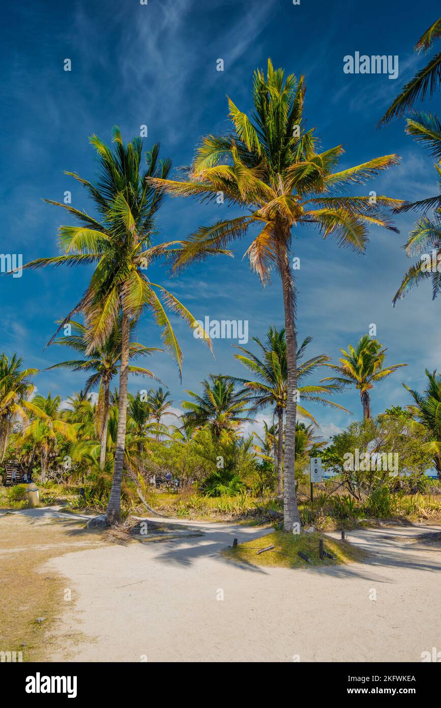 Cocos palms near mayan Ruins in Tulum, Riviera Maya, Yucatan, Caribbean ...